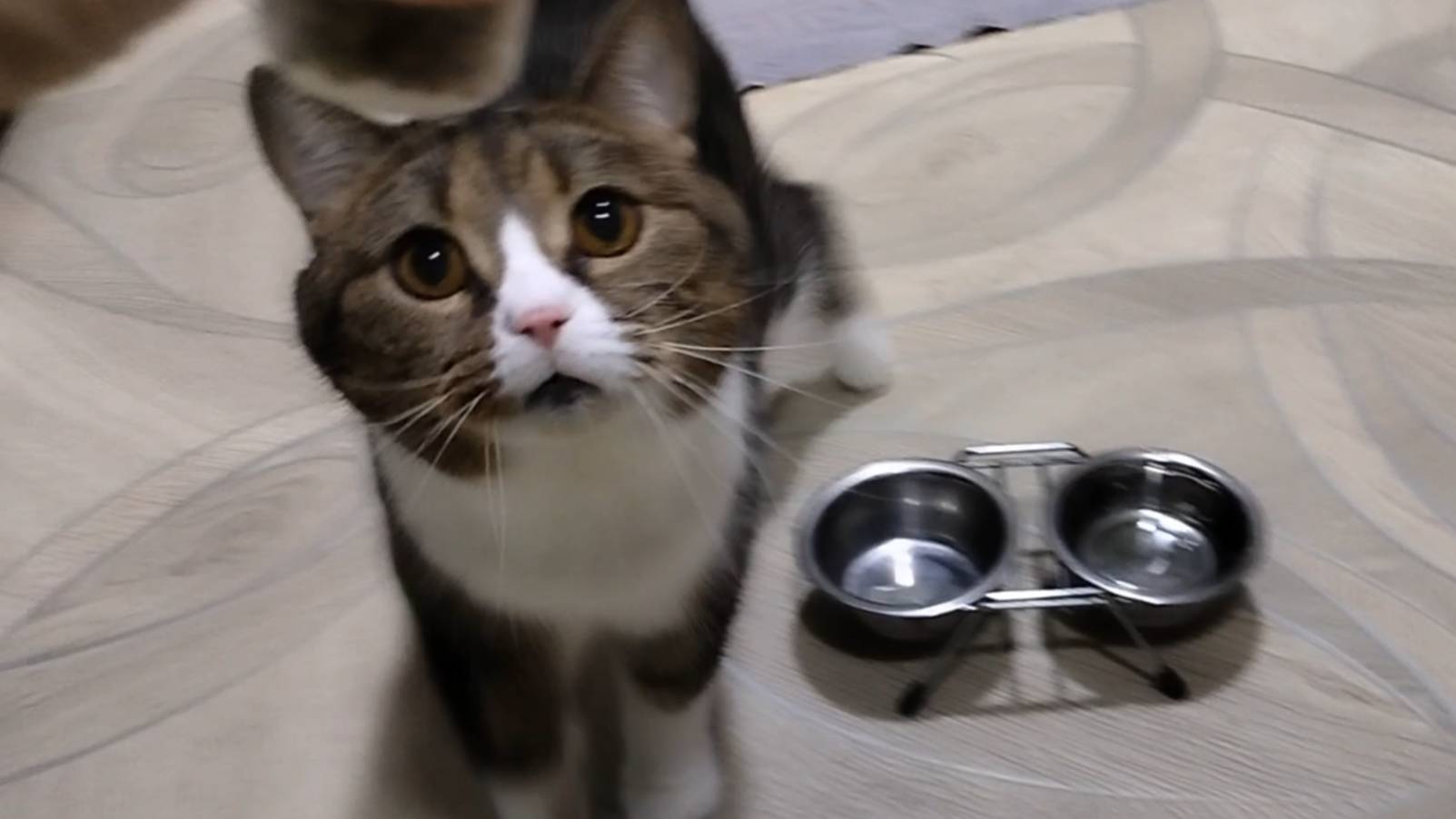 Кот ест. Почему так быстро? Подробнее в описании