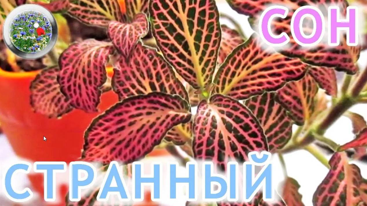 Загадочные истории Странный сон или телепатия реальна!