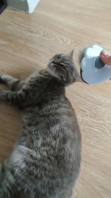 Парик у кошки 😀