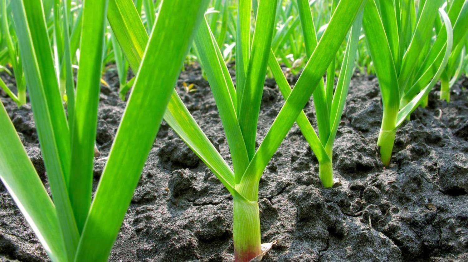 Супер подкормка в июне для увеличения головки чеснока.