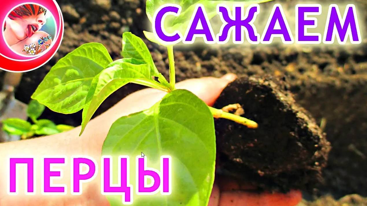 Высадка рассады перцев в открытый грунт. Результат бумажных стаканчиков