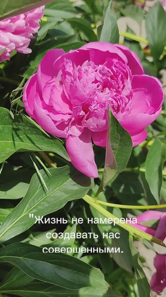 Обязана ли нам чём-то жизнь?