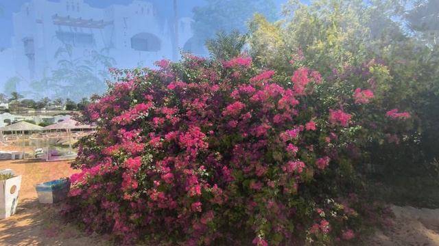 Шарм Эль Шейх  15 июня 2025г