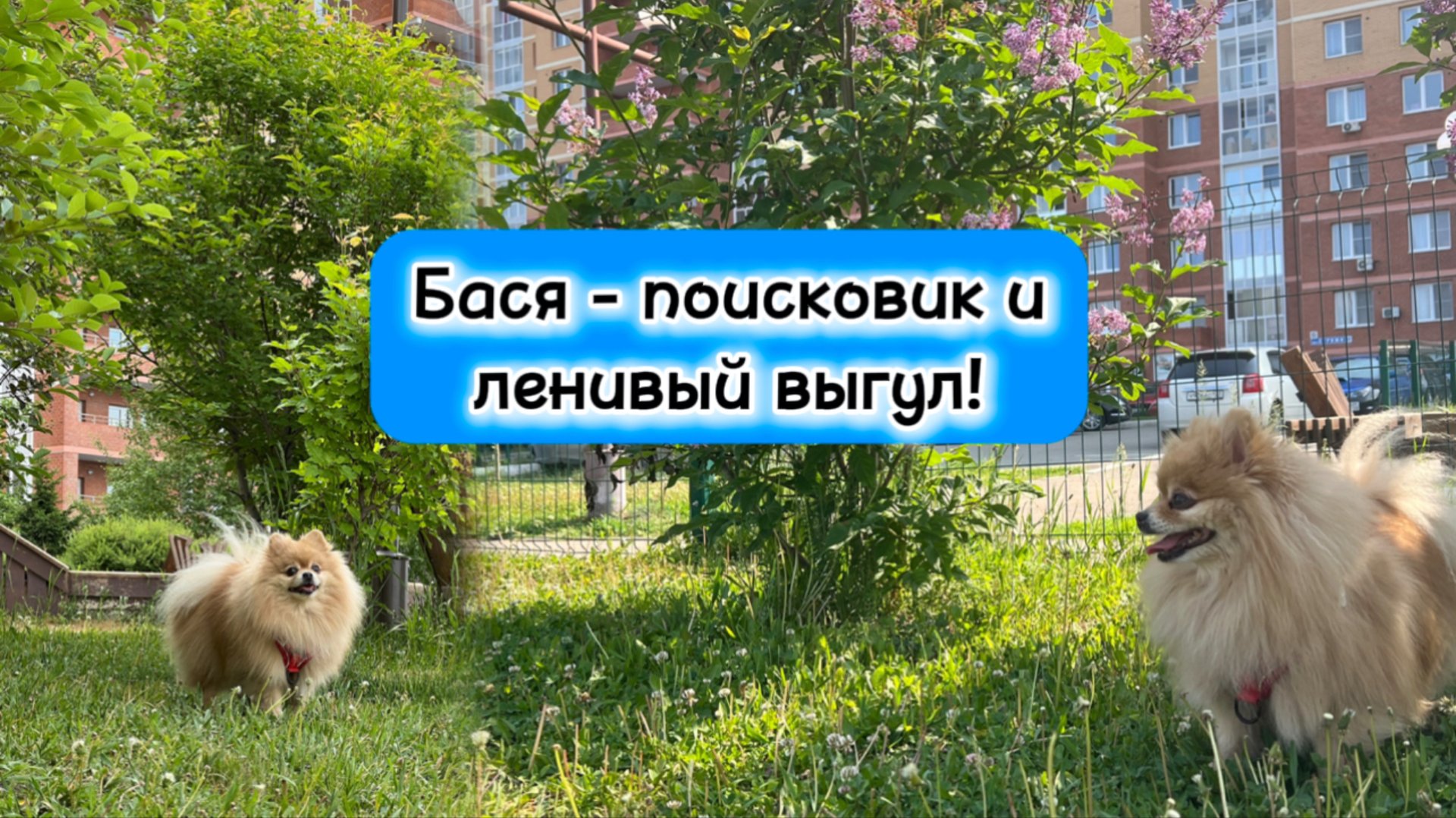 Бася - поисковик и ленивый выгул!