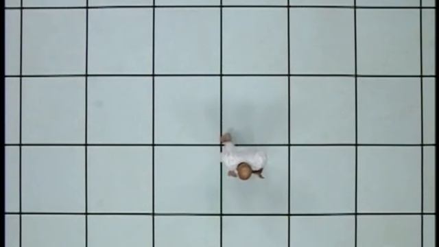 Рюэй-рю Нисейси Вид сверху