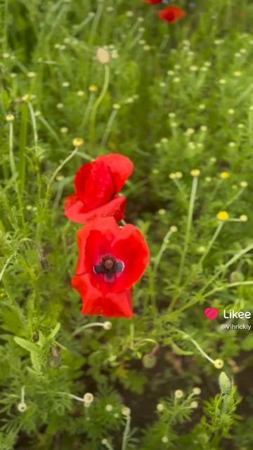 Маки #ЕвгенийВихрицкий #маки #природа #россия #цветы #мир #город #спб #лес #поле #цветочек #область