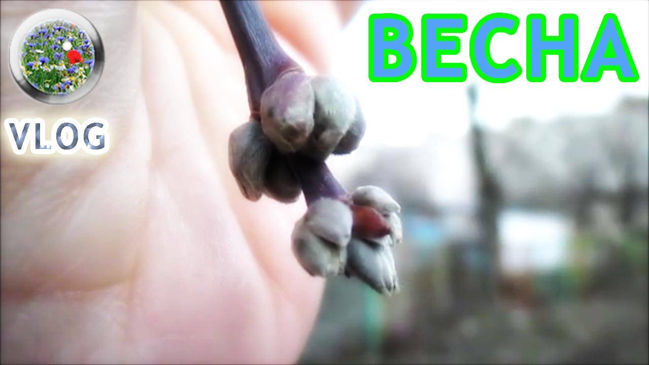 Весенняя прогулка. Почки на деревьях. Влог 10