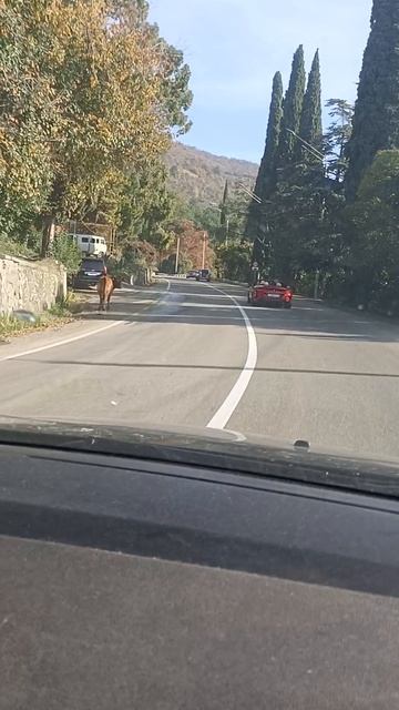 По дороге в Абхазии