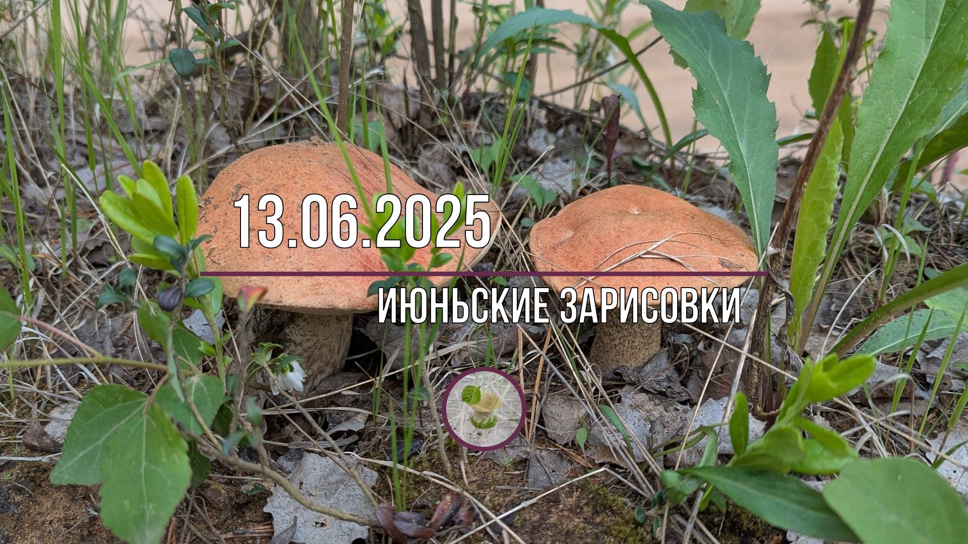 Первые болетовые грибы в июне 2025г., Алёховщина.