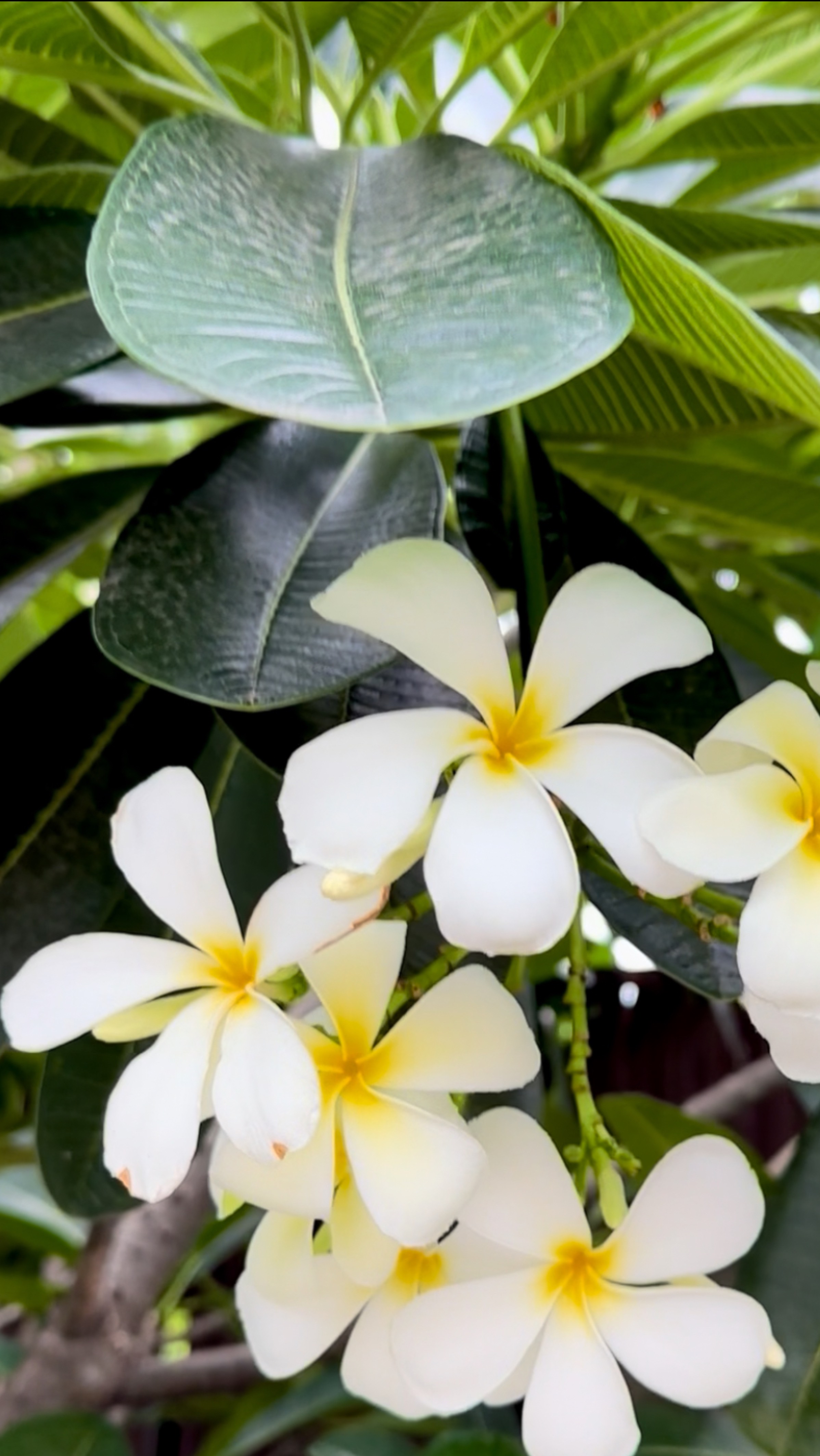 Цветочный рай Таиланда: плюмерия, орхидея, лилия.