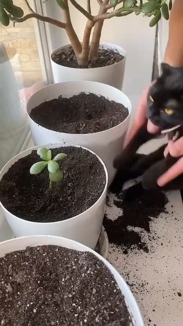 Исправительные работы