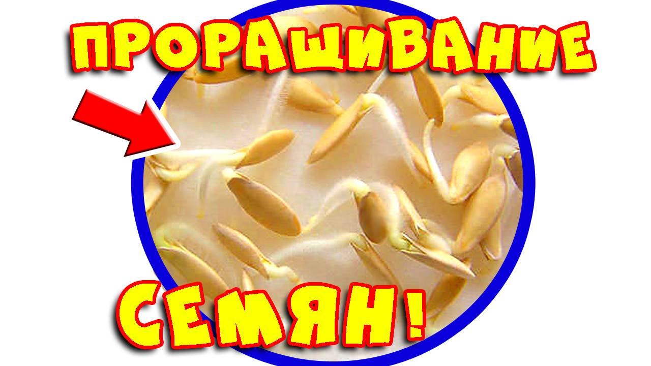 Как прорастить семена?