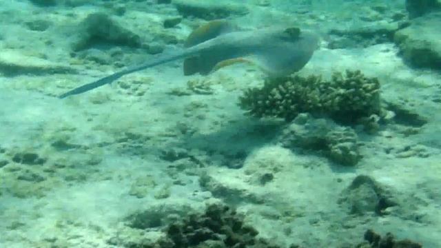 Скат. 2012. Хургада октябрь отель Zahabia Resort & Hotel