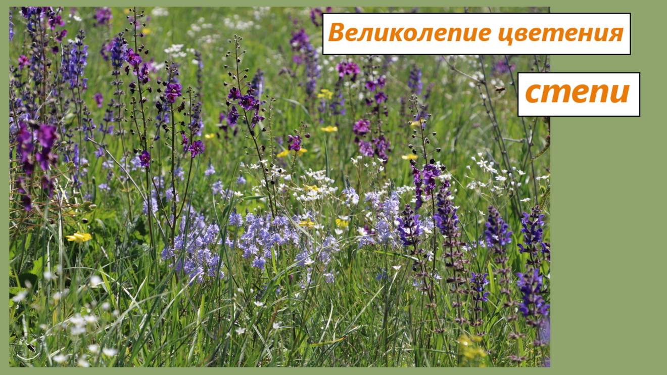 Великолепие цветения летней степи. Ковыль, вероника, качим, лютик, шалфей, ястребинки, вербаскум...