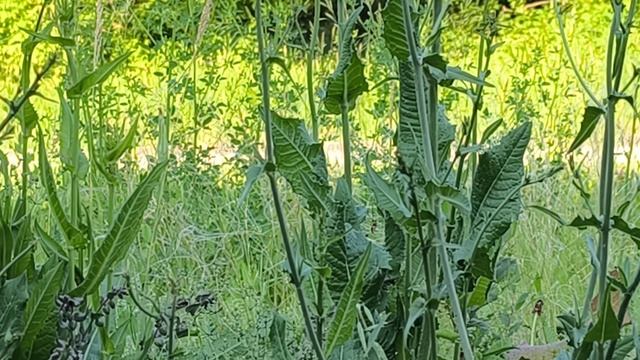 7) Клип 2025 "НЕ ЗАБЫЛА" из альбома "Прощай Адам