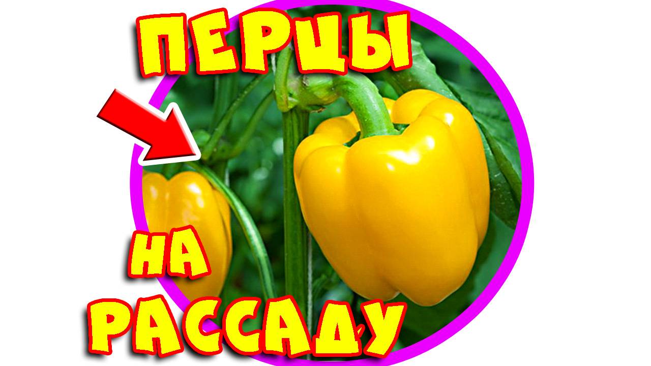 Рассада перцев своими руками