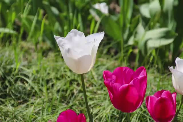 Парк Южные культуры. Сочи.Сириус