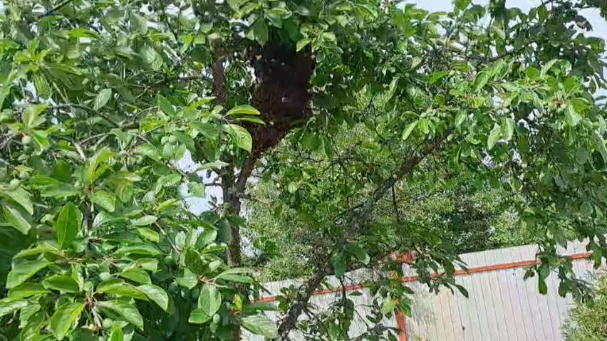 Третий безматочный отводок вышел роем, повисел на дереве и вернулся домой. Похоже это система