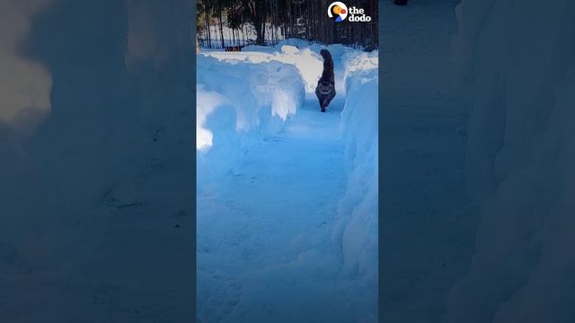 кот-спринтер