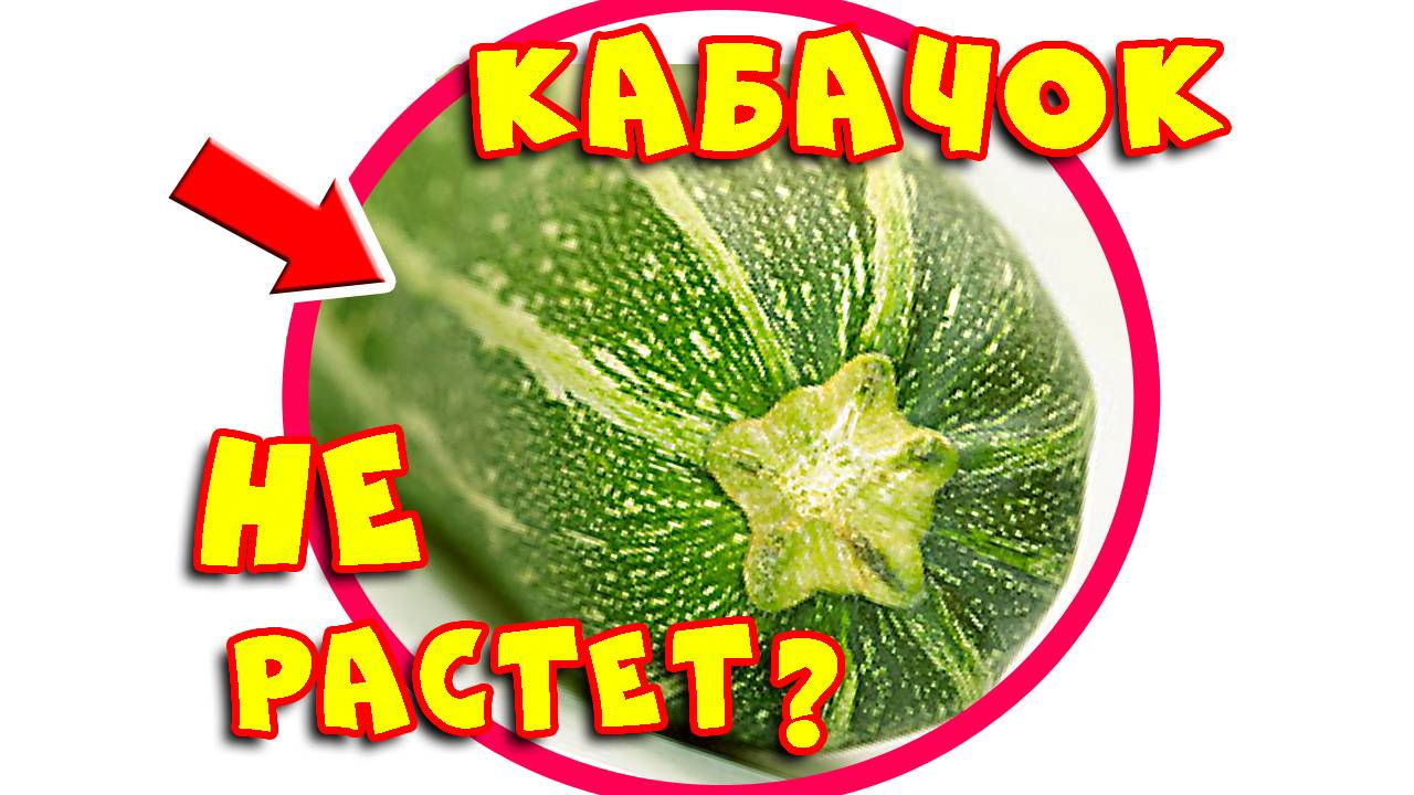 Выращивание Кабачков в открытом грунте. Почему кабачки не растут?