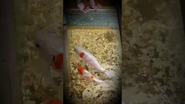 Сфинкс,  шпорцевые лягушки и золотые рыбки