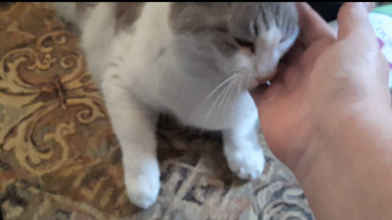 20250615_201940_001 Вот как во время ливня ведут себя примерные котики. В гостях у соседки