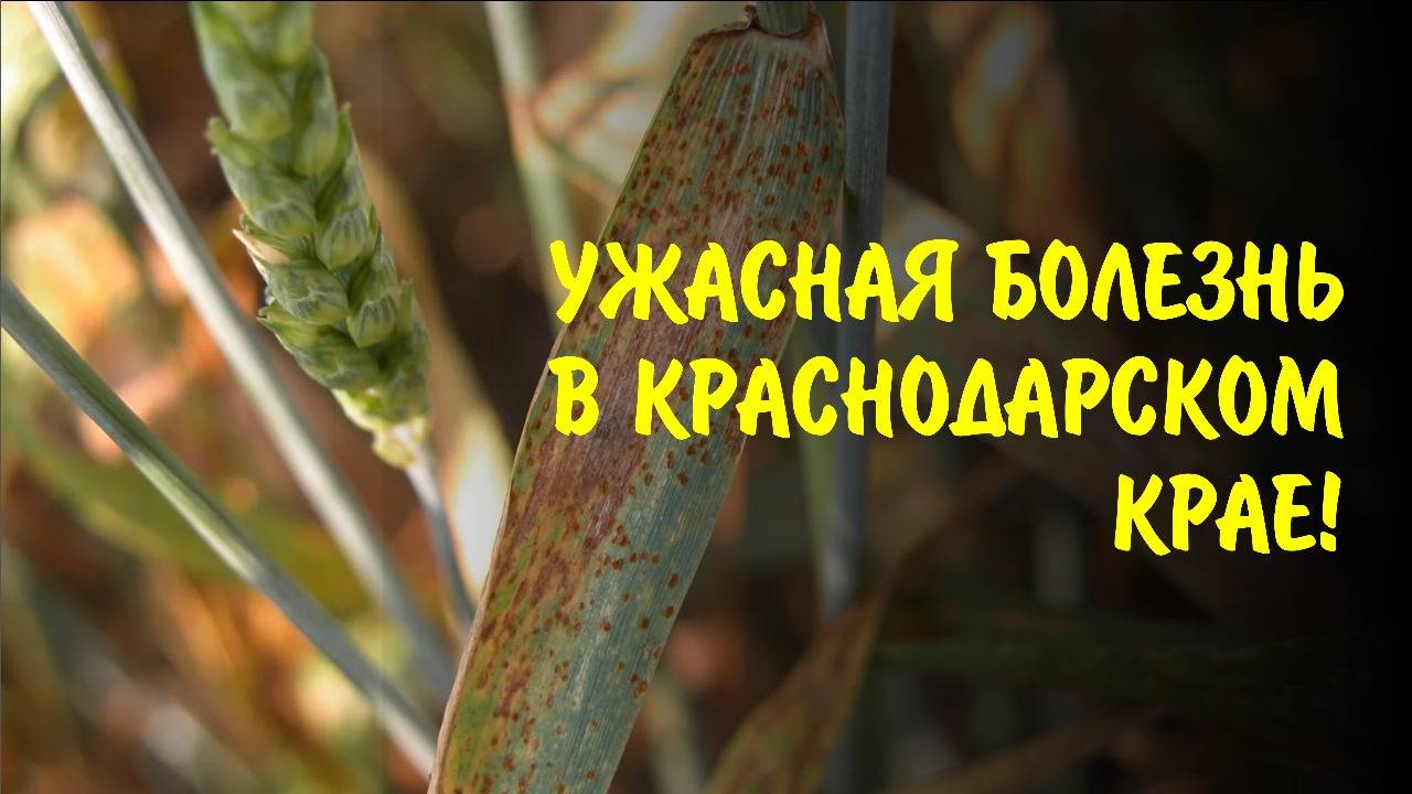 Фитоспорин-АС остановил бурую ржавчину на озимой пшенице. Отзыв краснодарского фермера.