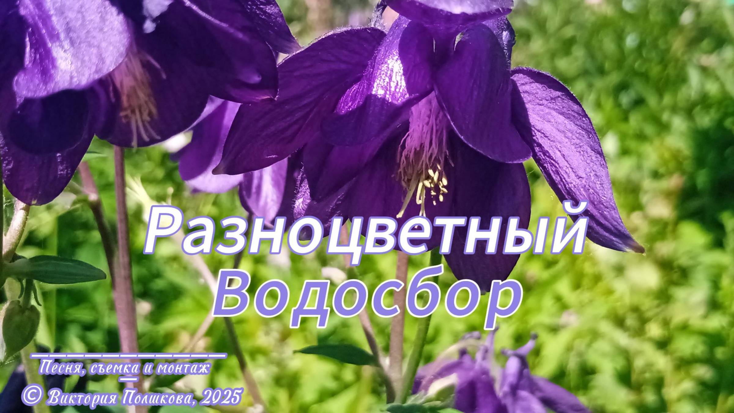 Разноцветный Водосбор - © Виктория Полшкова