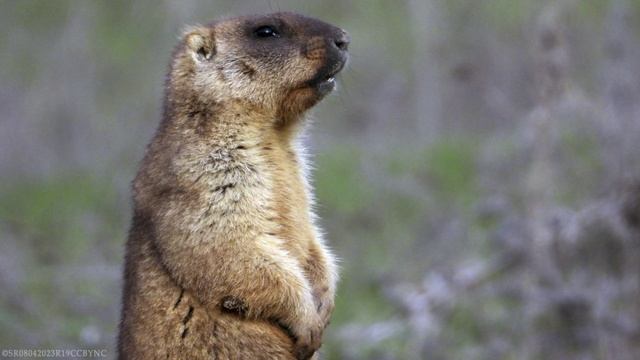 Полдень в степи