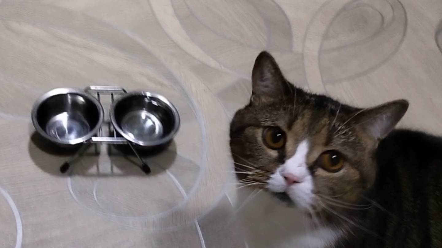 Кот ест. АСРМ