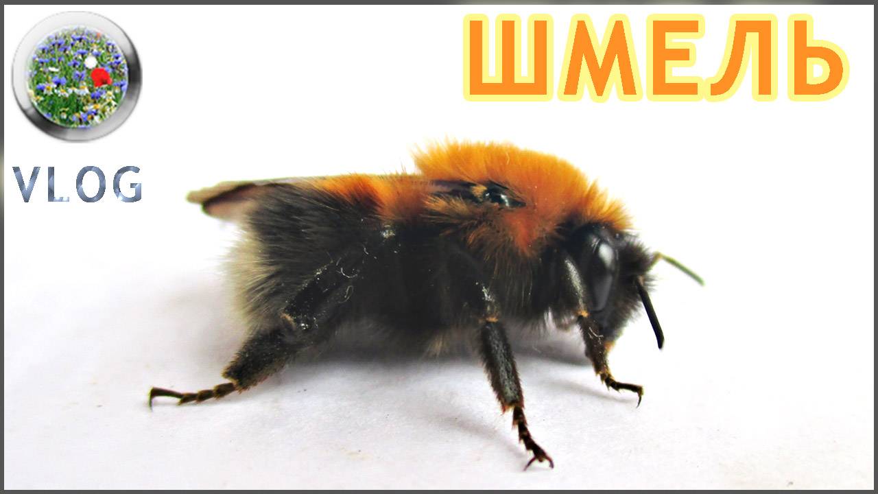 Шмель. На даче.