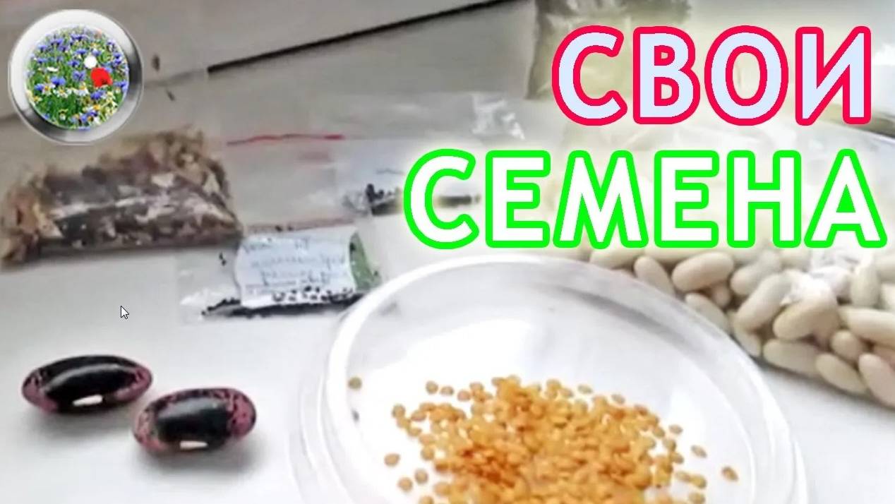 Свои семена. Небольшой обзор