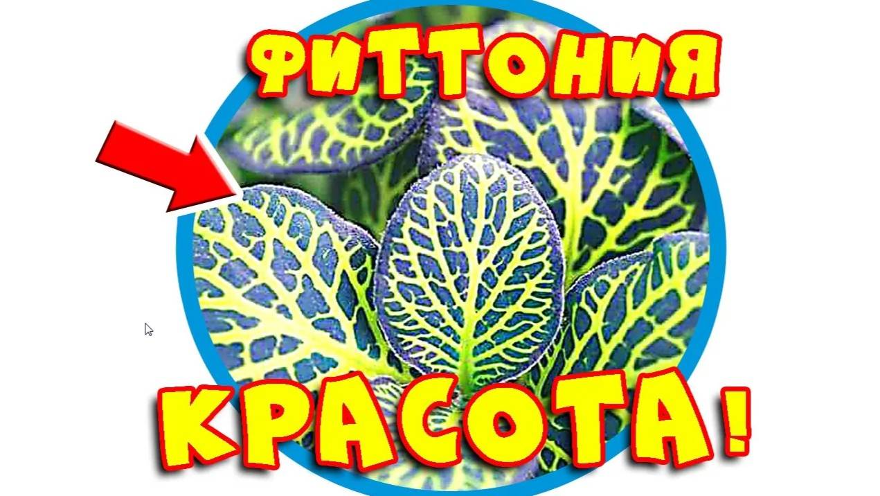 Фиттония. Красивая окраска листьев.