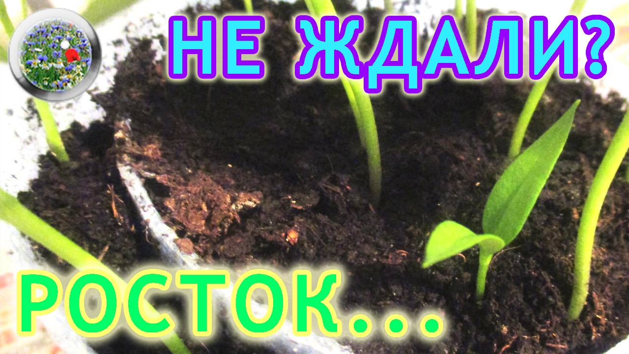 Не ждали запоздалый росток? Как правильно поступить?