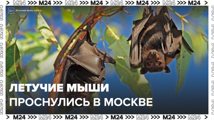 Летучие мыши активизировались в Москве - Москва 24
