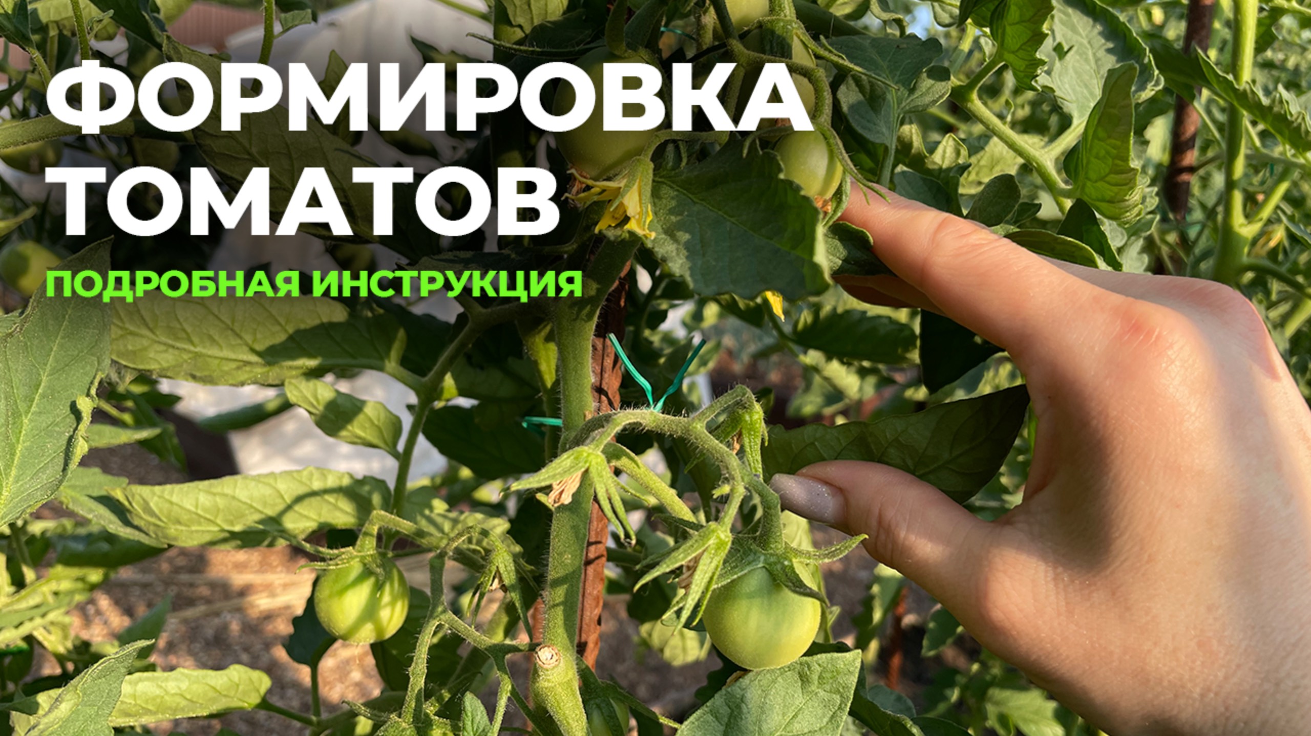 ТОМАТЫ ФОРМИРУЮ только так! Урожай всегда отличный!
