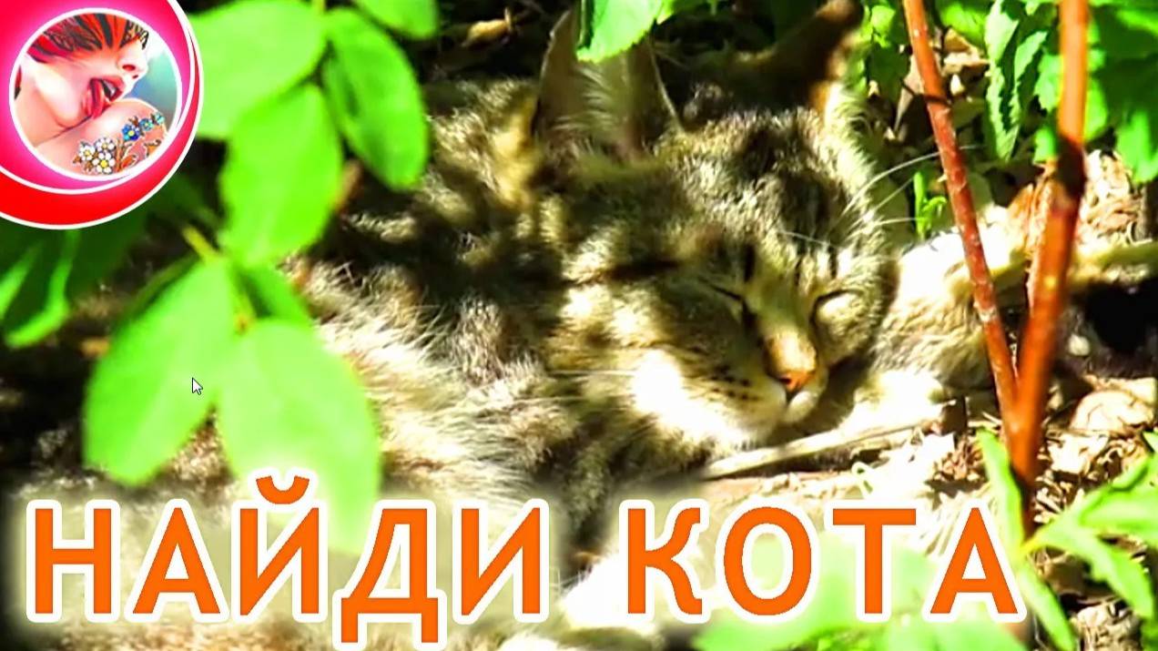 Забавные животные. Кот невидимка!