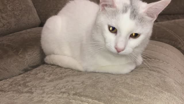 🔴Смотреть коте бесплатно всем! 🌟Он как леди баги супер кот.