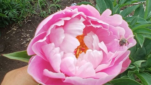 Пион Pink Delight - Розовое наслаждение (Klehm, США, 1995) 15.06.2025 от Нестеров