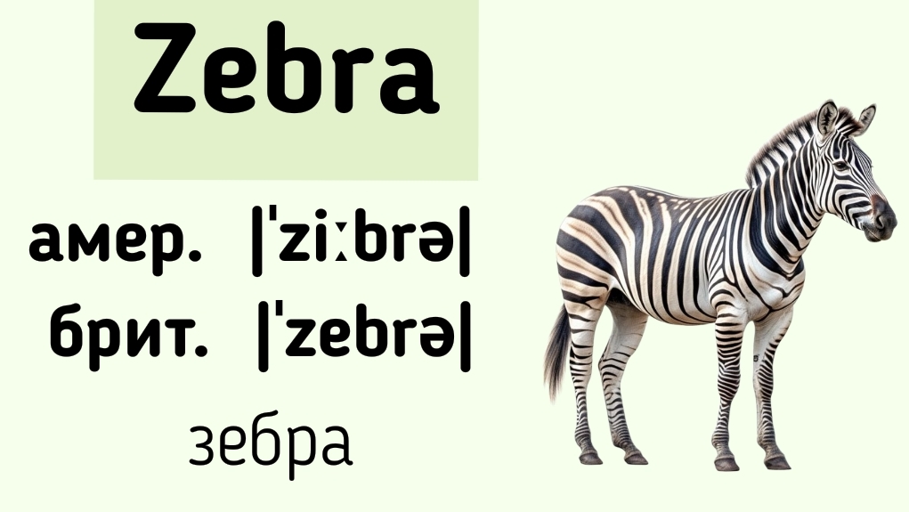 Слова с разным произношением в британском и американском английском👉zebra