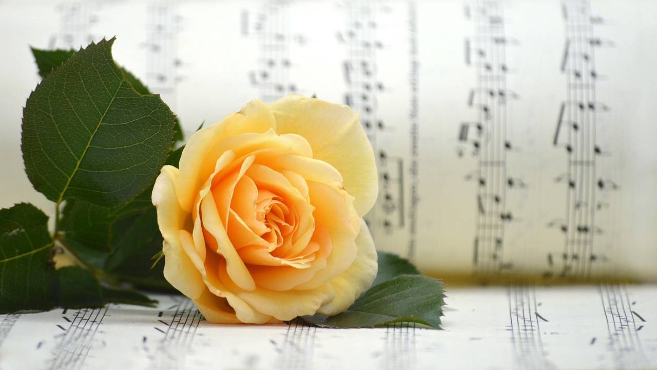 Спокойная музыка фортепиано и видео полян с Цветами для отдыха, релакса. Фоновая музыка для релакса