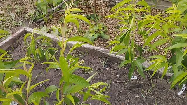 Состояние саженцев 14 июня.