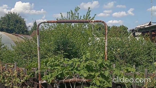 Прочистил второй Кустик Ежевики,  Пересаженный Куст малины прирастает. Возможно будет Дождь