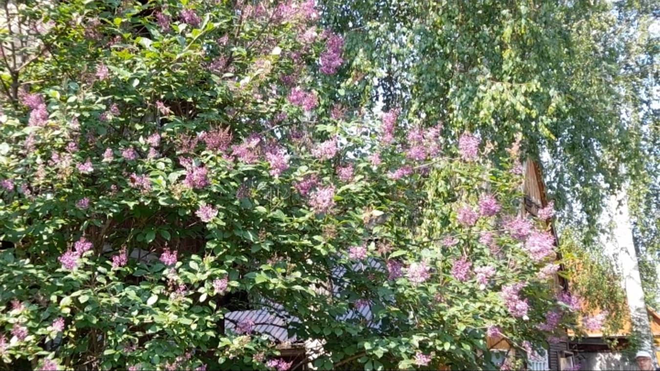 20250615_095109_002 Цветёт сирень. Лёт бабочек. Возвращение домой