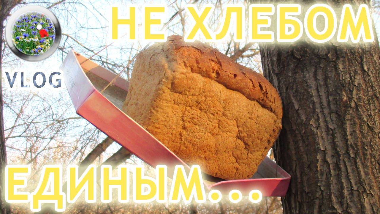 Бублик фильмз продакшен представляет! Или для чего нужен перманганат калия?