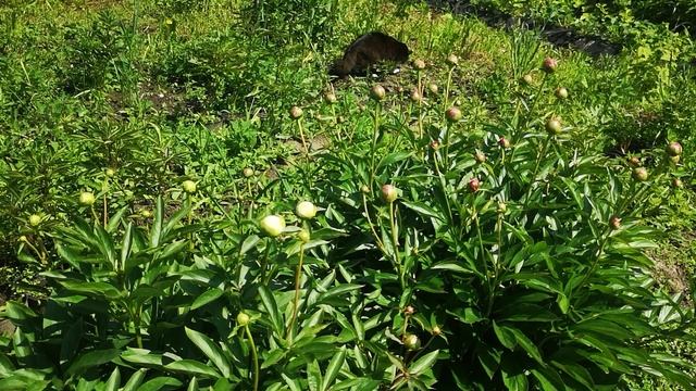 От безысходности я посадила пион с листвой весной, Ленинградская область