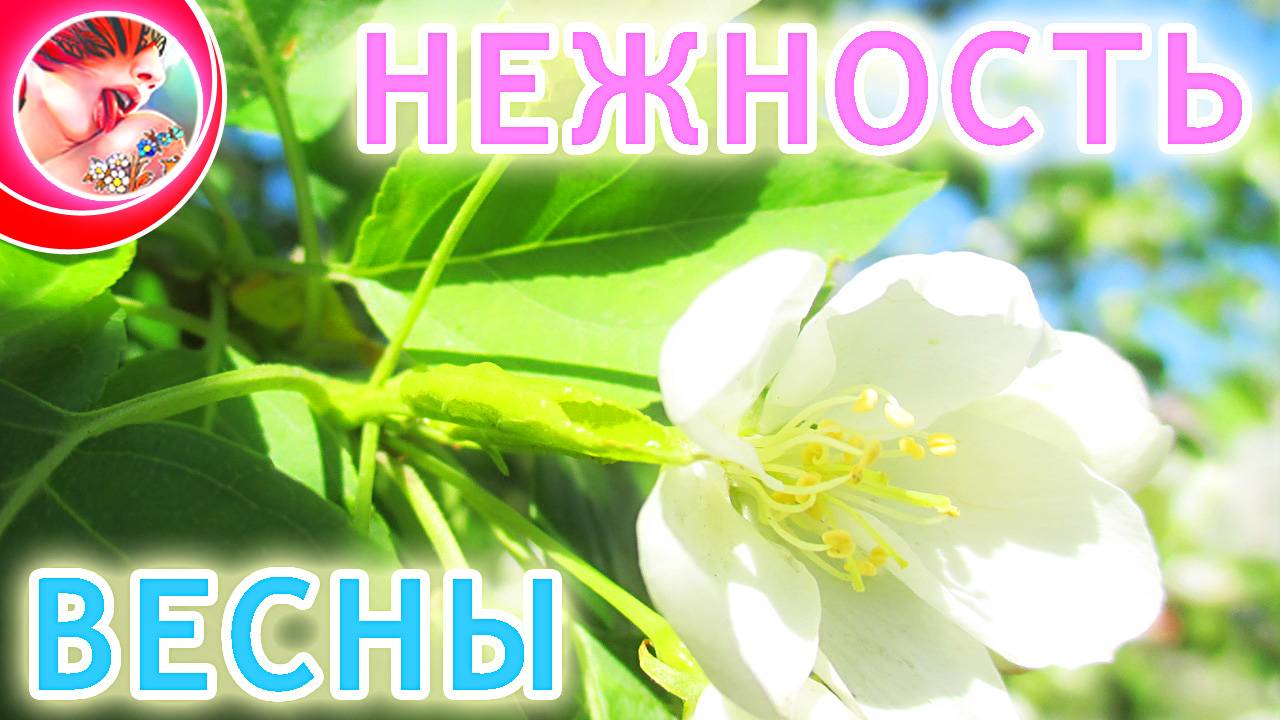 Весеннее настроение. Цветущие деревья. Искупайся в нежности весны!