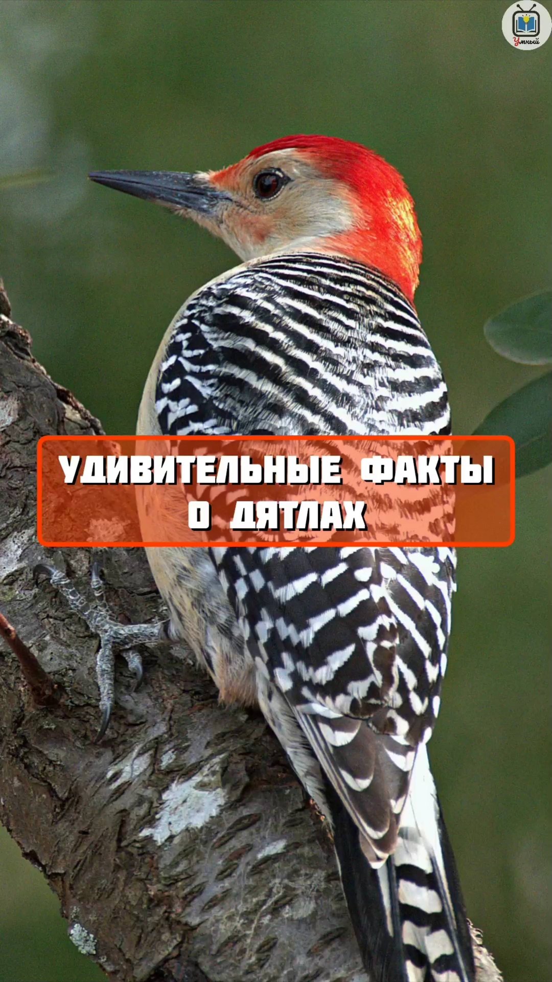 Интересные факты о дятлах #птицы #факты