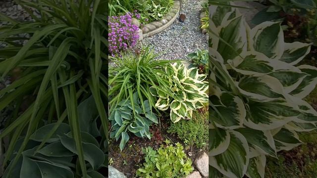 Мой мини сад с каждым днем всё краше