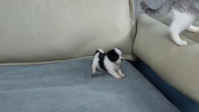 Щенок растет, веря, что он котенок (2025 год) (uu)